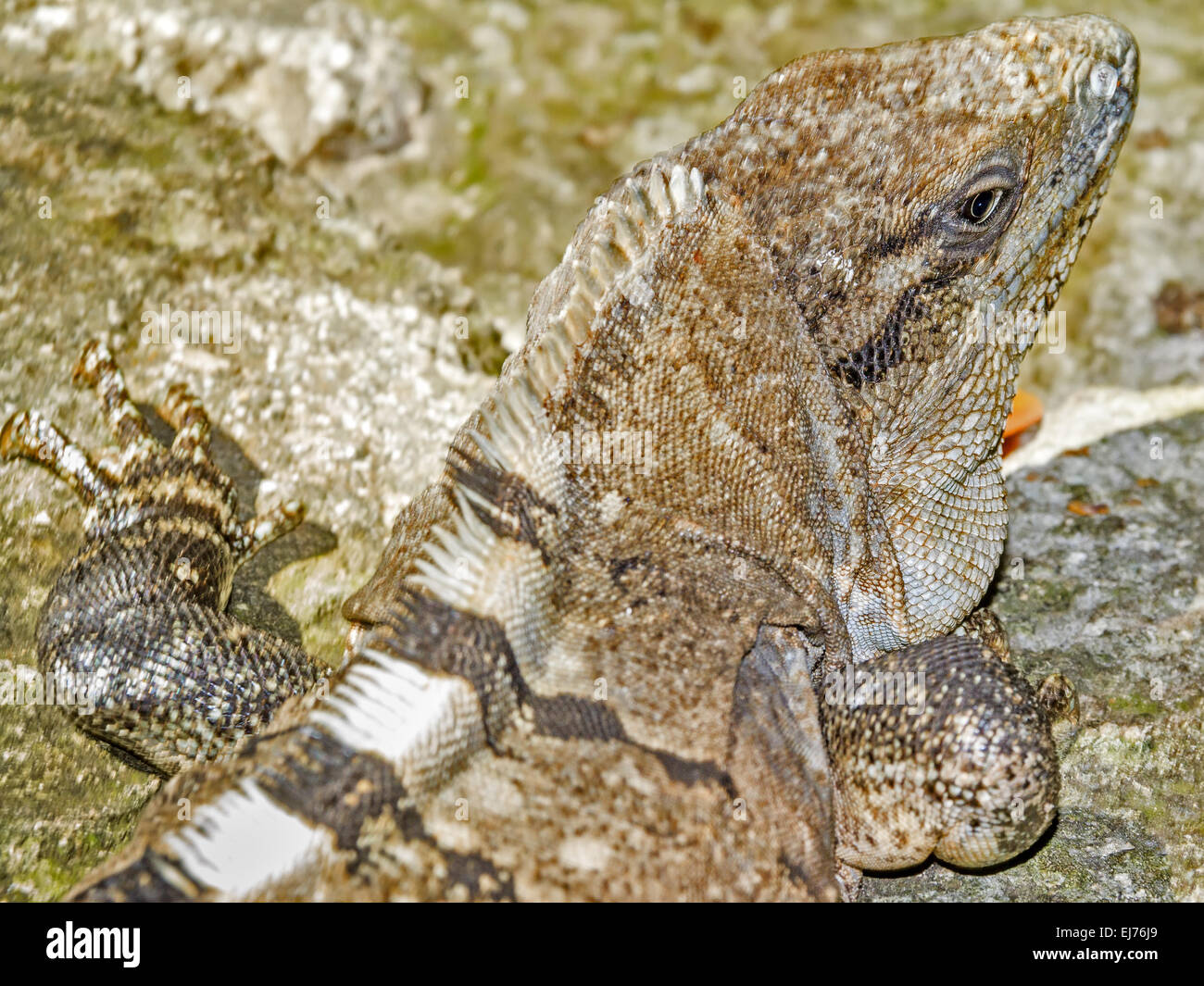 Squamate reptiles hi-res stock photography and images - Alamy