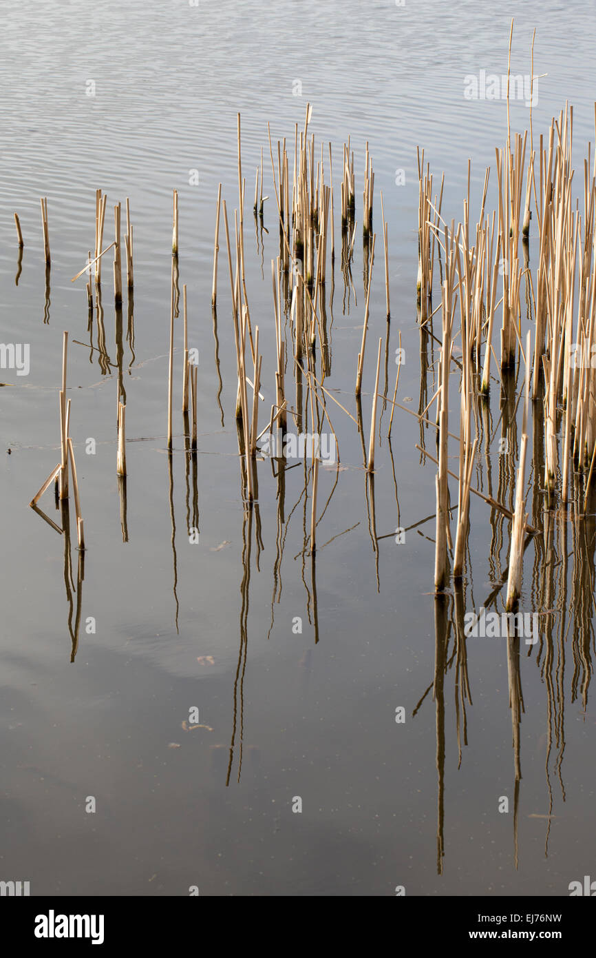 Remains of Bulrush (Typha latifolia) in water Stock Photo - Alamy