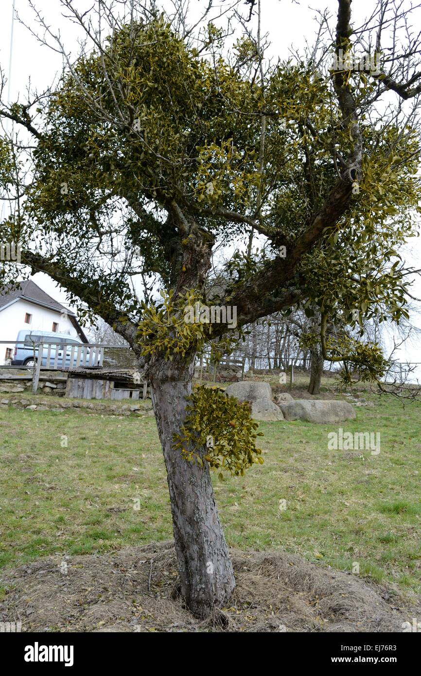 Mistletoe tree hi-res stock photography and images - Alamy
