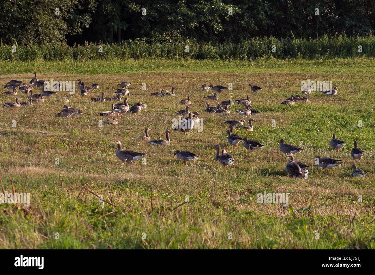 Greylag geese in a field near Svendborg, Denmark Stock Photo - Alamy