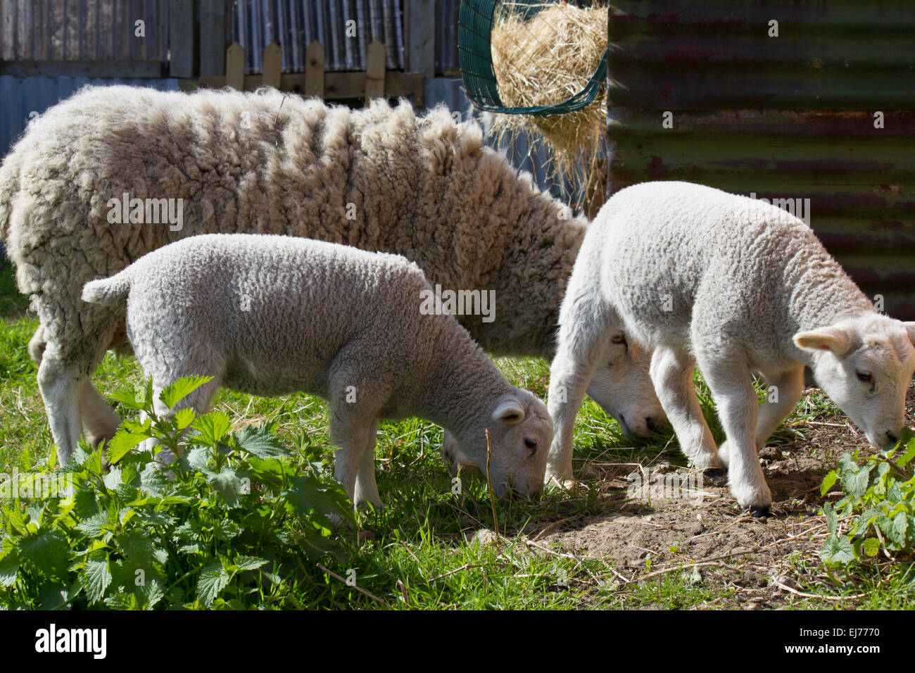 Family lamb hi-res stock photography and images - Alamy