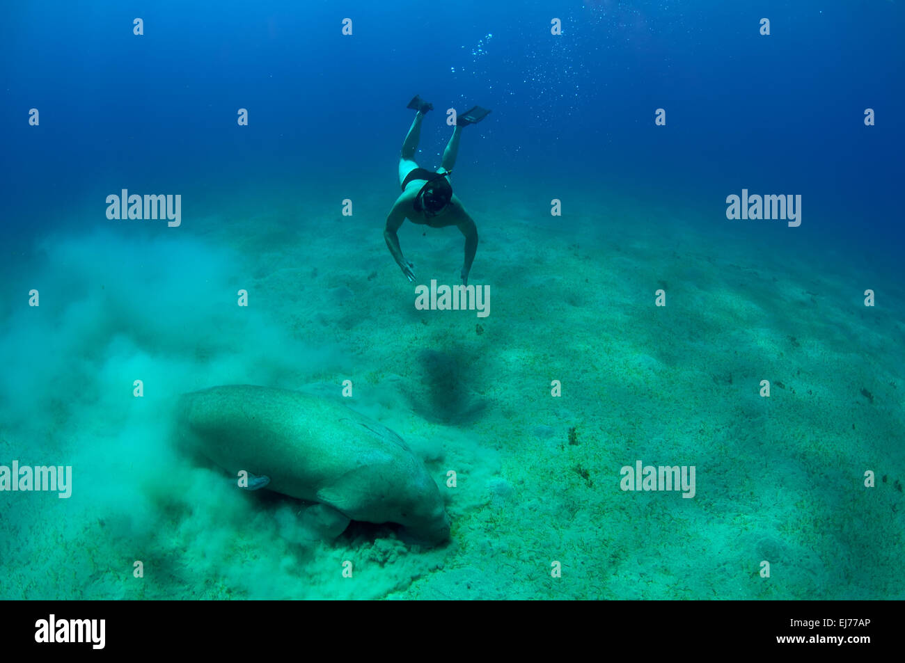 snorkeling man and manatee Stock Photo - Alamy