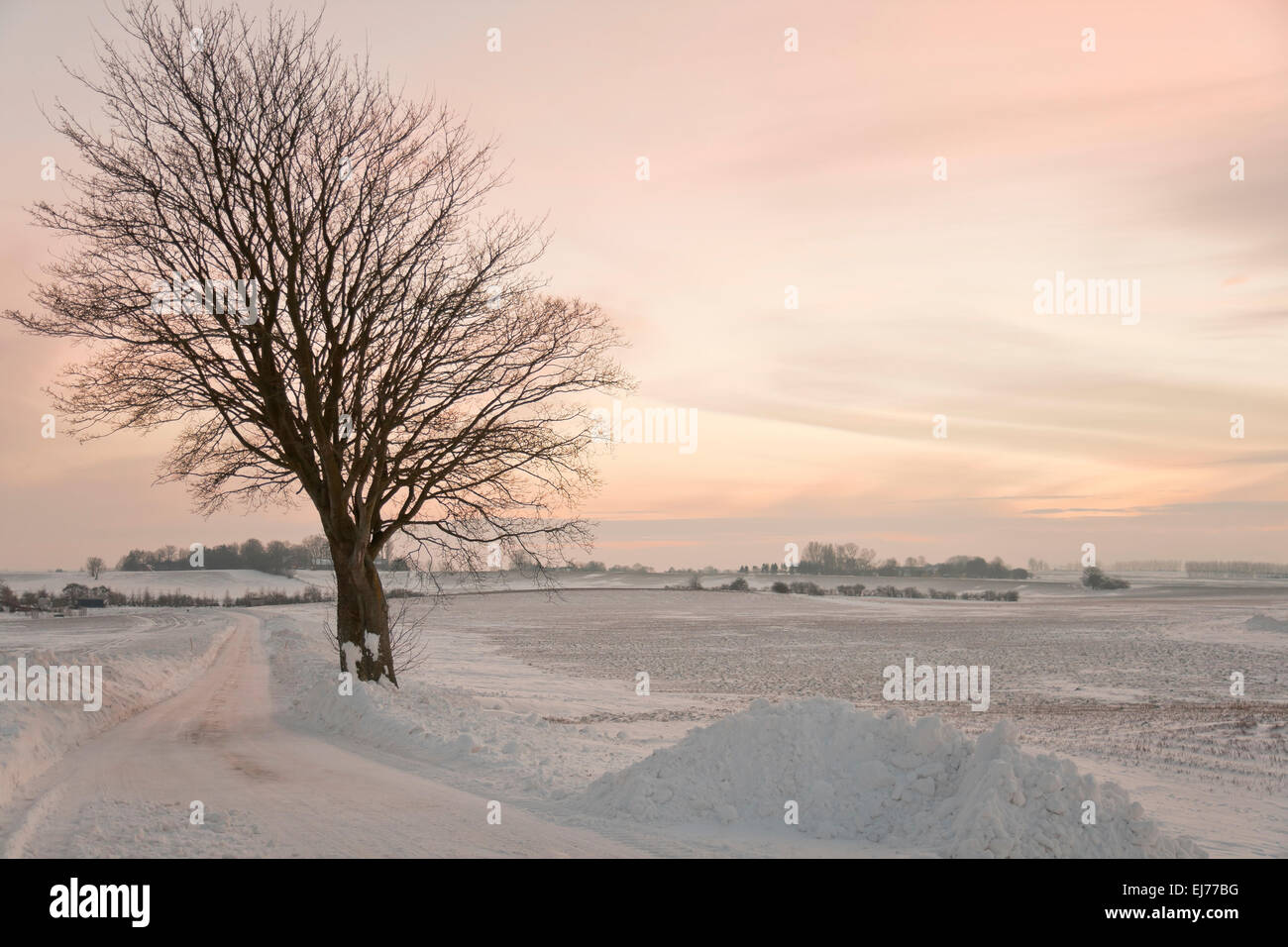 Lonely tree at a small road in the sunset at wintertime Stock Photo - Alamy