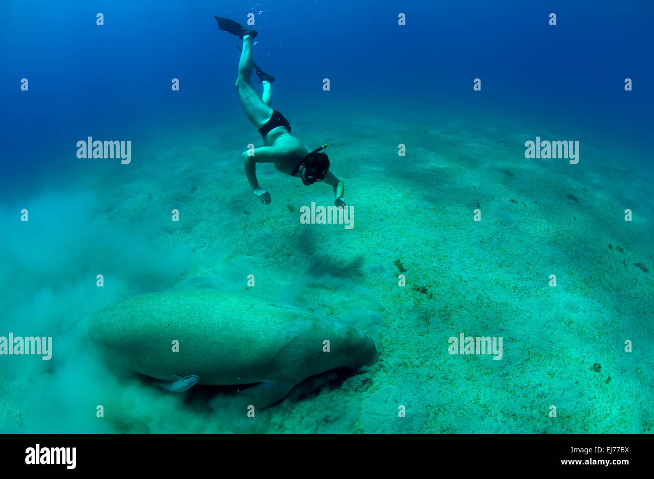 snorkeling man and manatee Stock Photo - Alamy