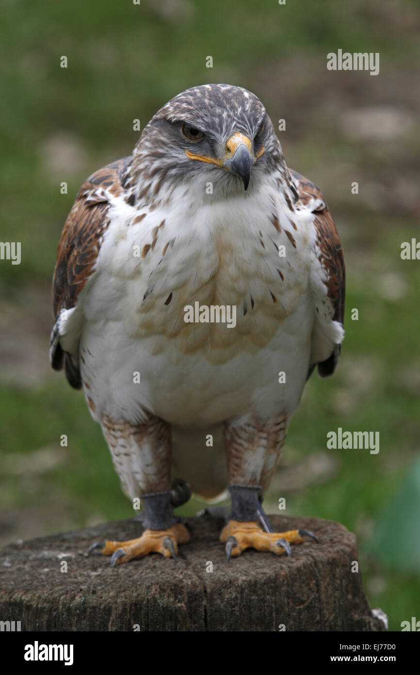Ferruginous hawk hi-res stock photography and images - Alamy
