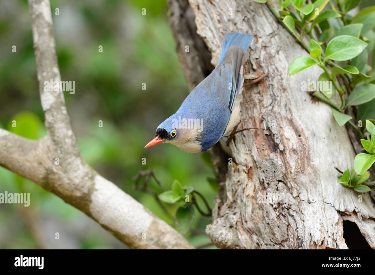 Beautiful nuthatch hi-res stock photography and images - Alamy