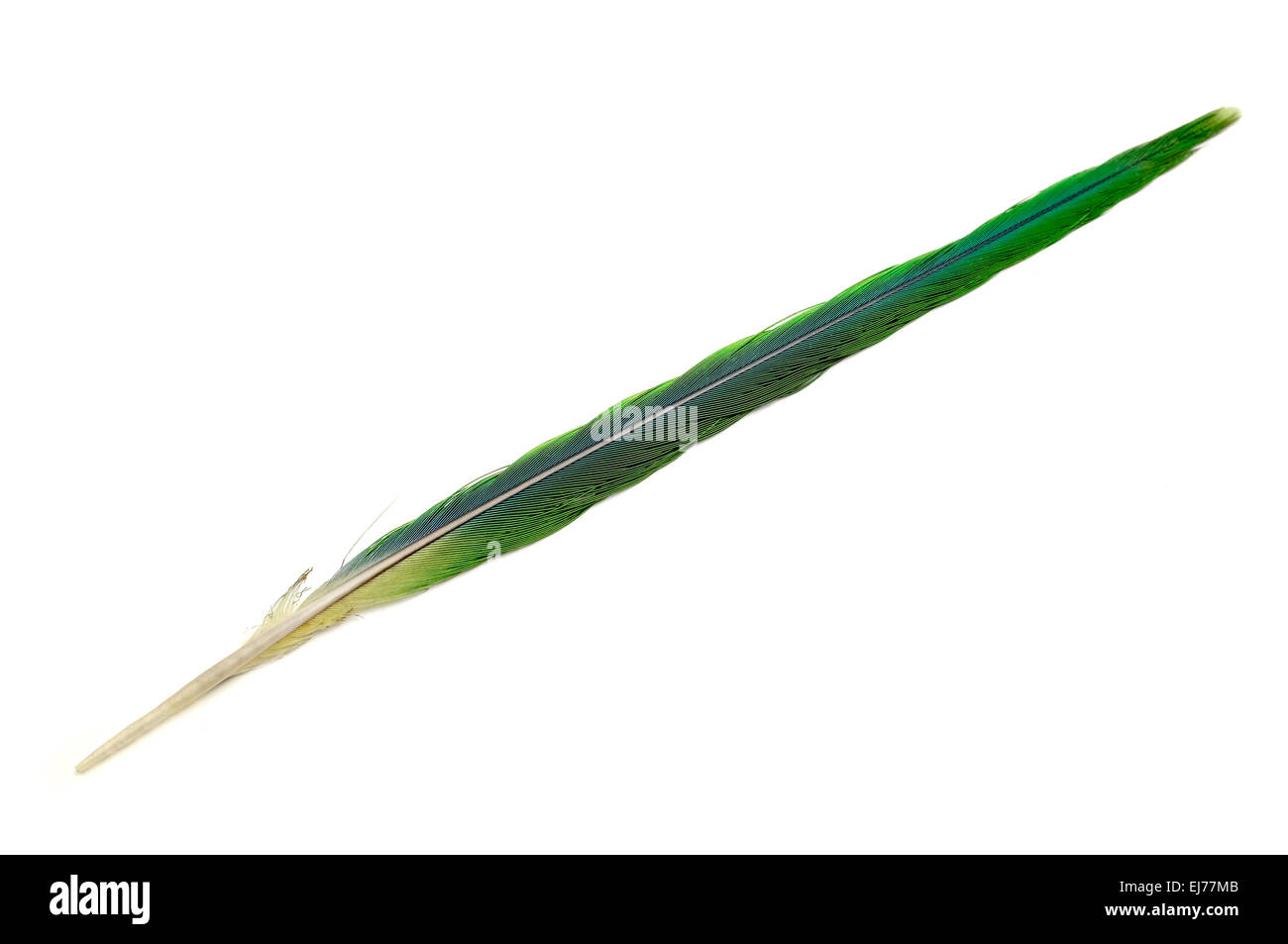 Parakeet isolated hi-res stock photography and images - Alamy