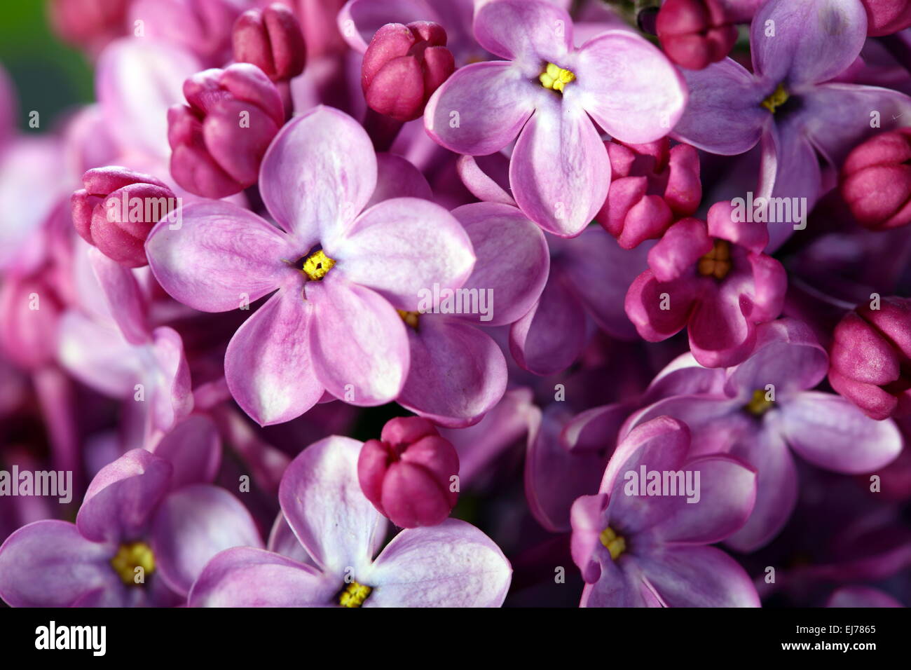Lilac flowers close up Stock Photo - Alamy