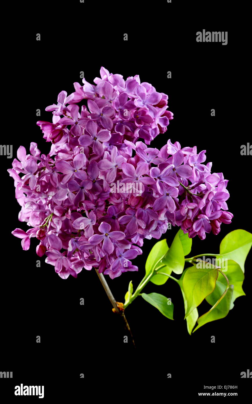 Flowering branch of lilac Stock Photo - Alamy
