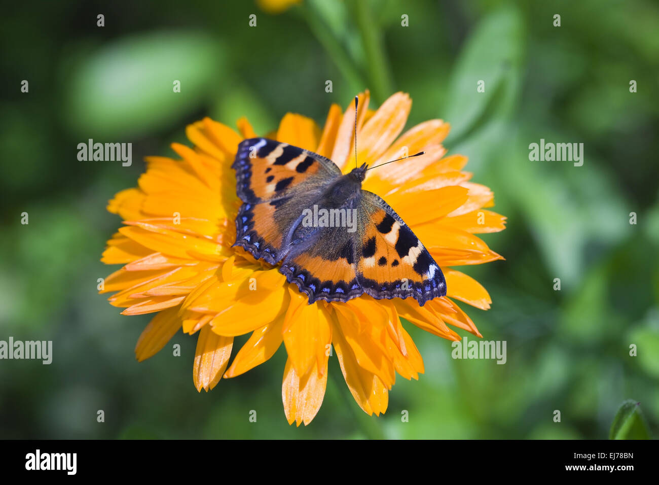 beautiful butterfly Stock Photo - Alamy