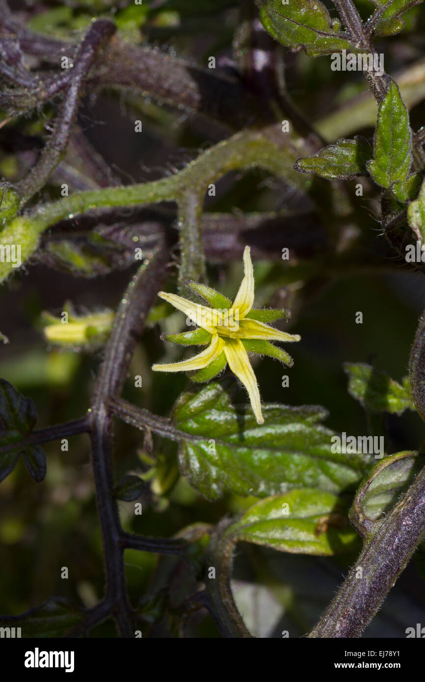 Tomato plant leaves yellow hi-res stock photography and images - Alamy