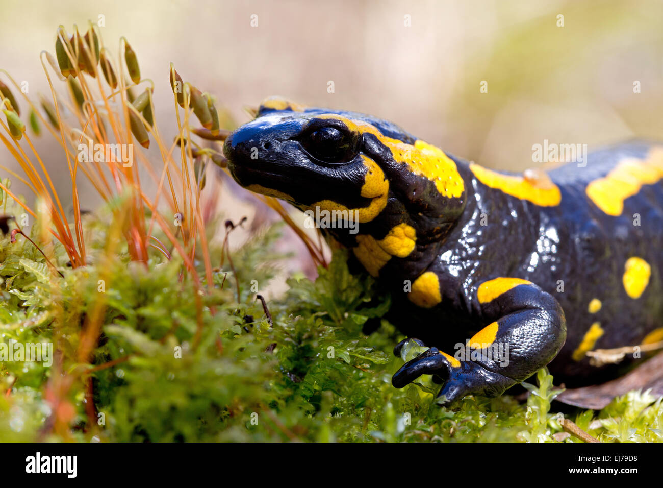 Salamander animals hi-res stock photography and images - Alamy