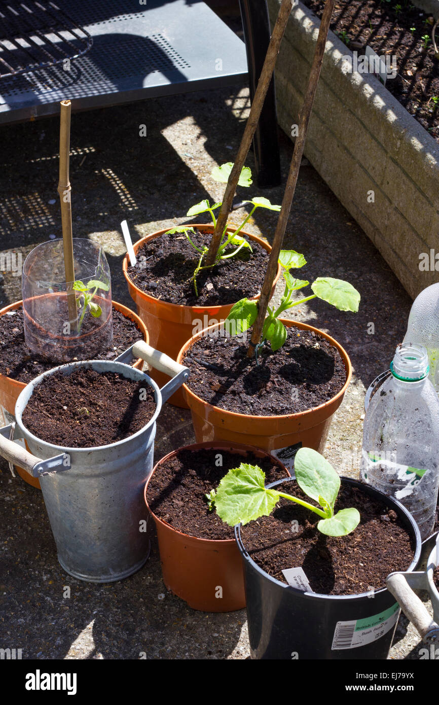 Collection of homegrown potted seedlings in various sized containers ...