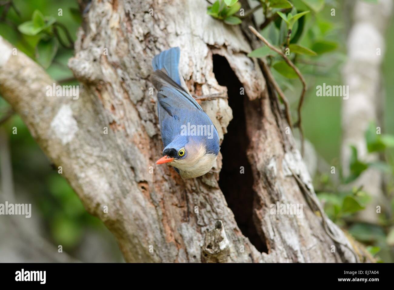 Beautiful Nuthatch High Resolution Stock Photography and Images - Alamy