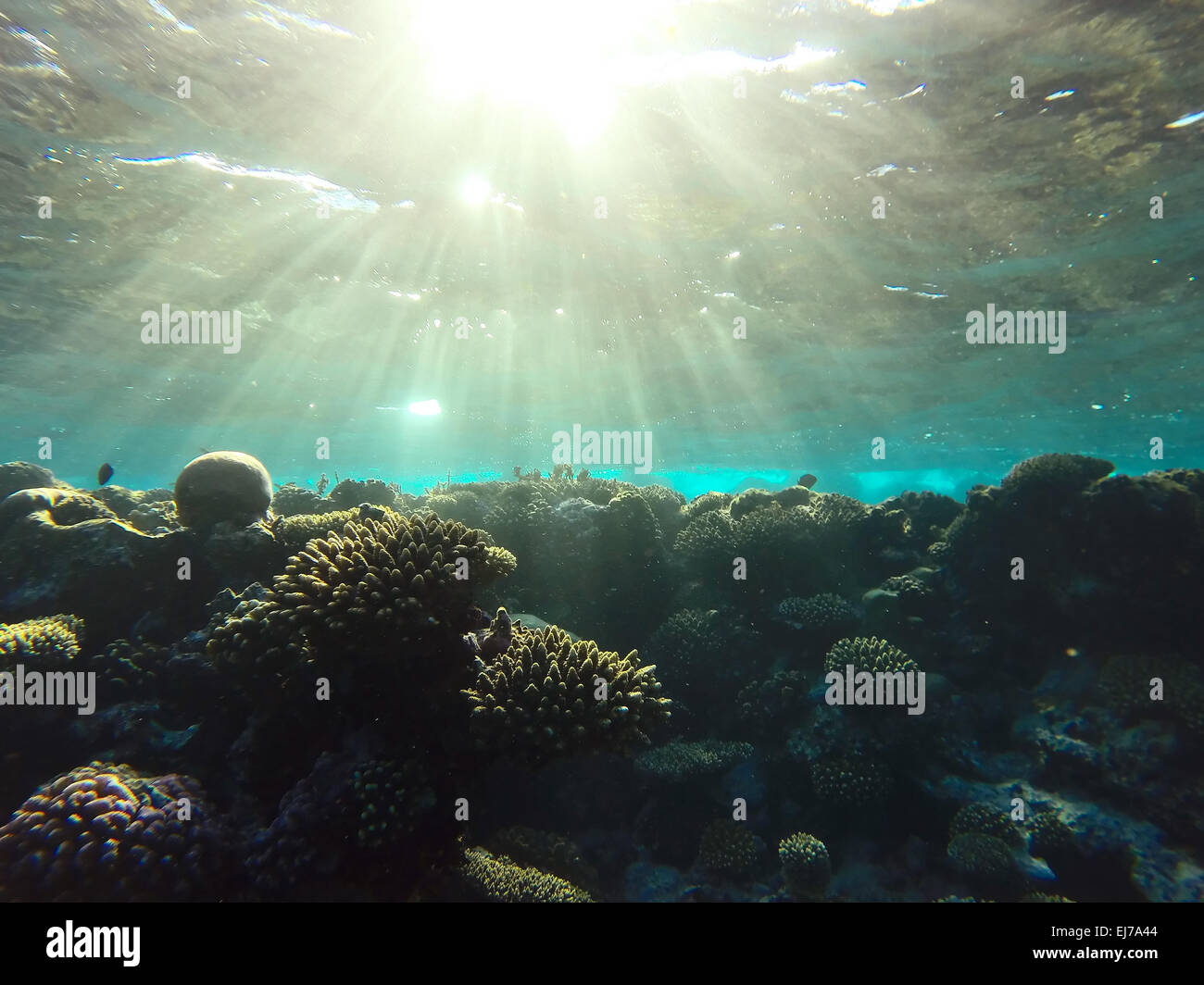red sea coral reef with hard corals, fishes and sunny sky shining ...