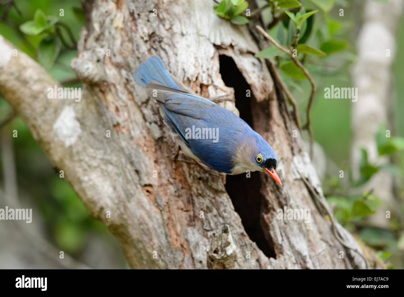 Sitta frontalis hi-res stock photography and images - Alamy