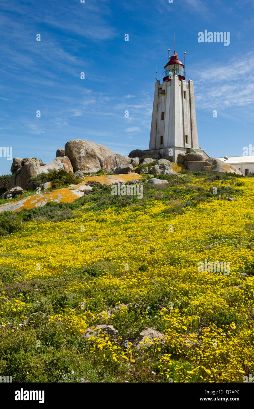 Lighthouse between spring flowers, Cape Columbine Nature Reserve ...