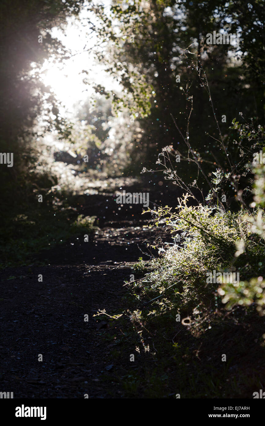 A steep footpath through forest leading directly into the sunlight that ...