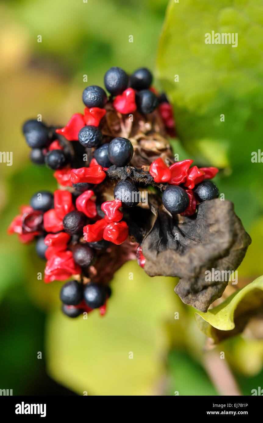 Paeony seed head with black shiny seeds surrounded by red casings Stock ...