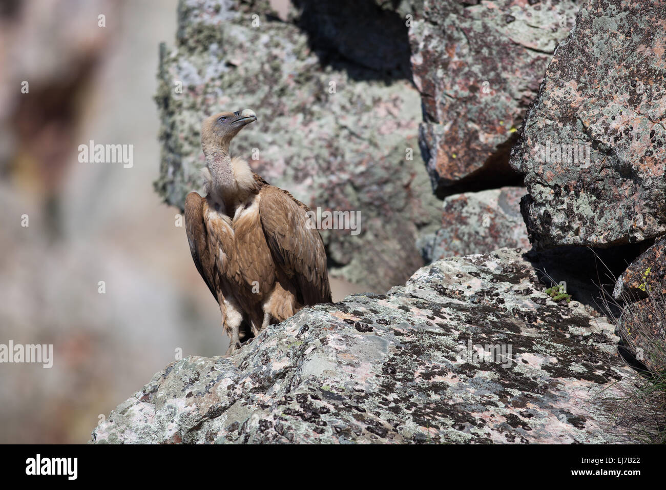 Wolfgang bitterm hi-res stock photography and images - Alamy