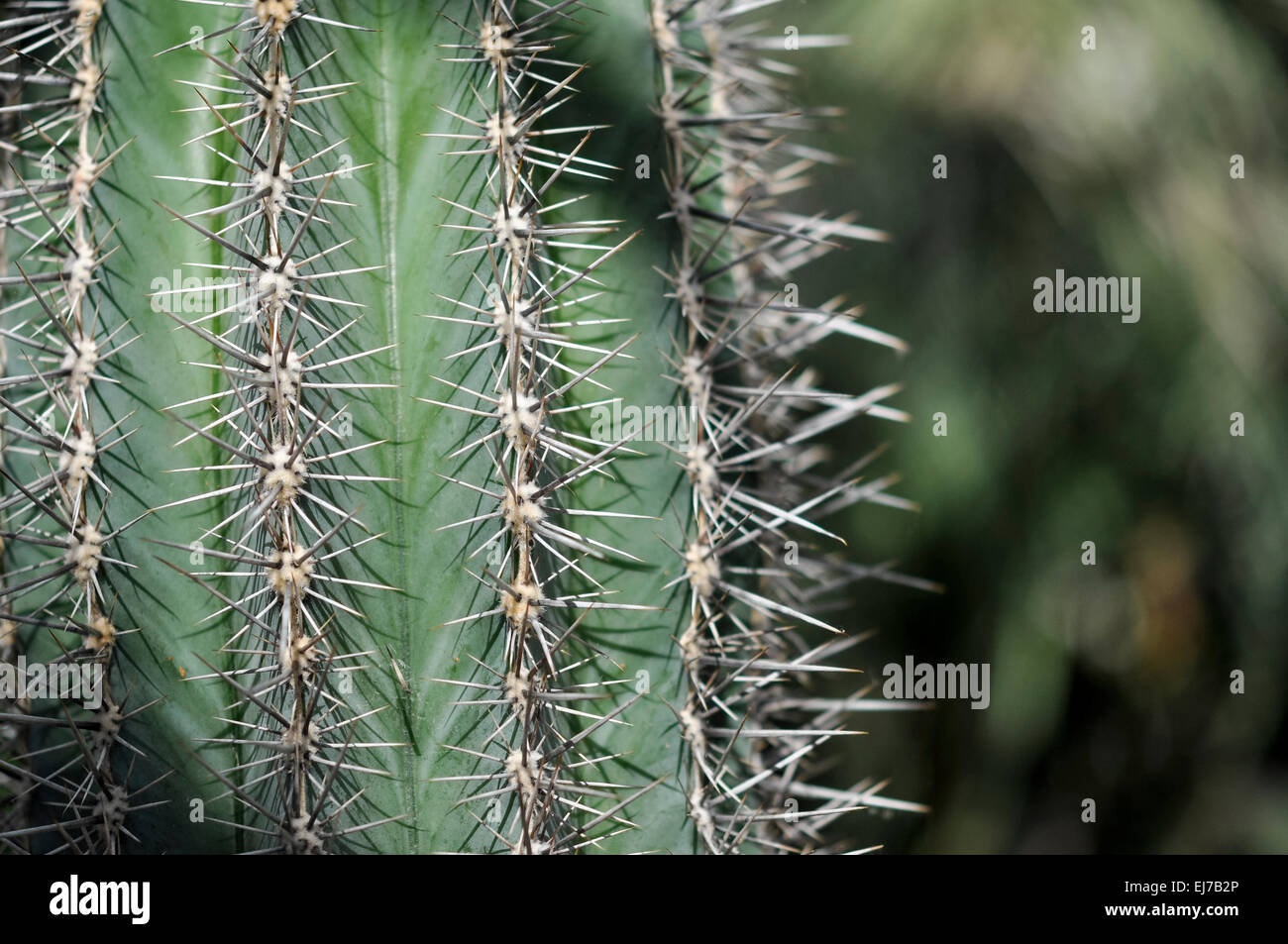 Close up of the sunlit spines of a Cactus Stock Photo - Alamy