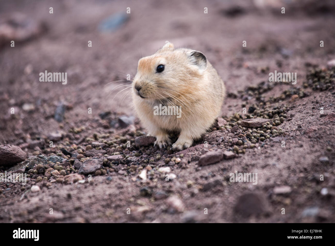 Black lipped pika hi-res stock photography and images - Alamy
