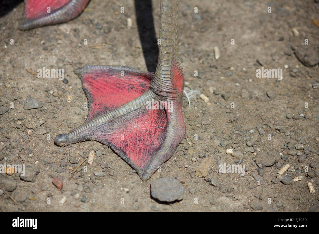 Webbed toes hi-res stock photography and images - Alamy
