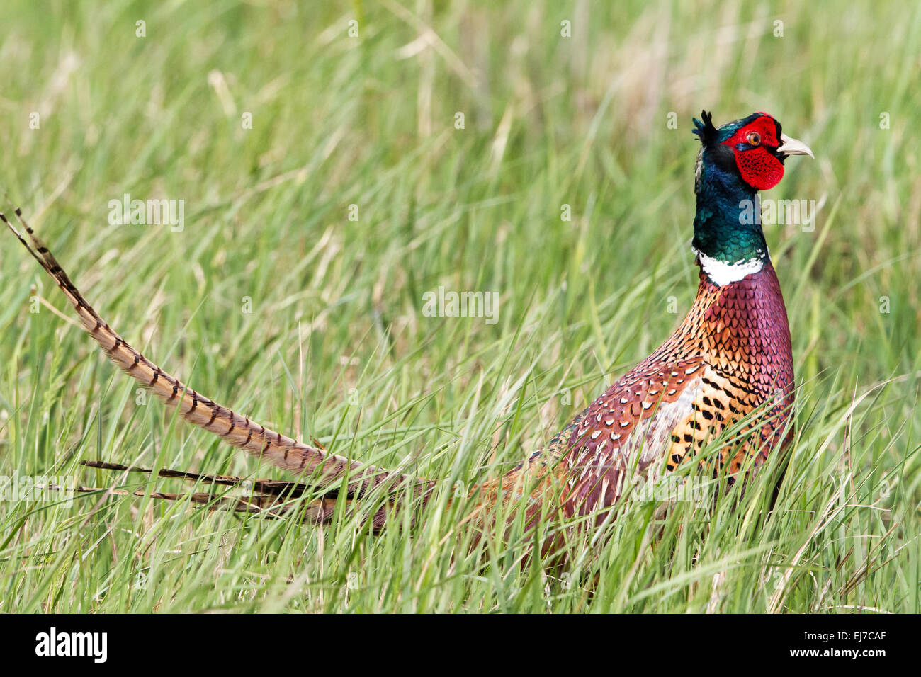 Pheasant icon hi-res stock photography and images - Alamy