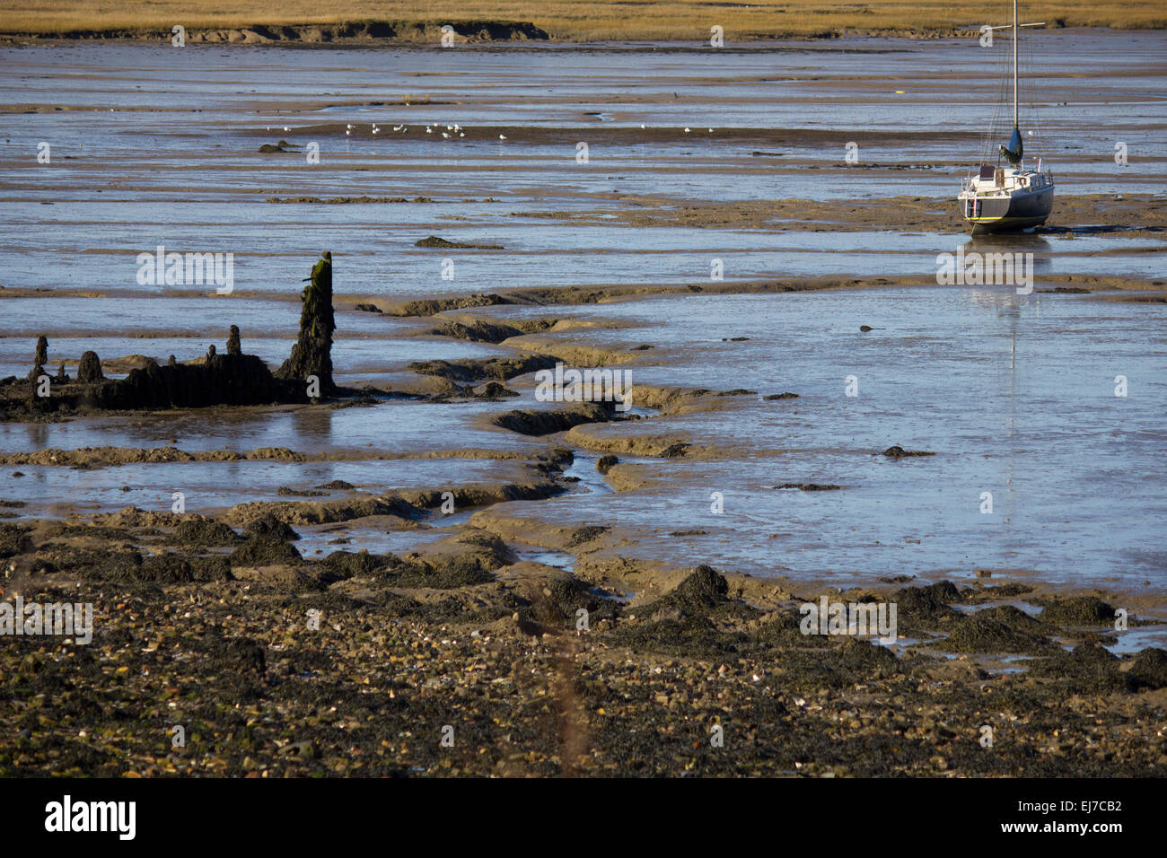 Tidal mudflats mud flats hi-res stock photography and images - Alamy