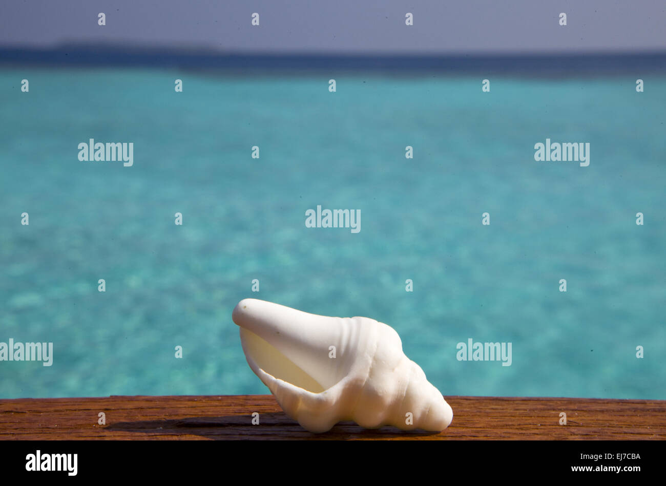 The exotic sea shell Stock Photo - Alamy