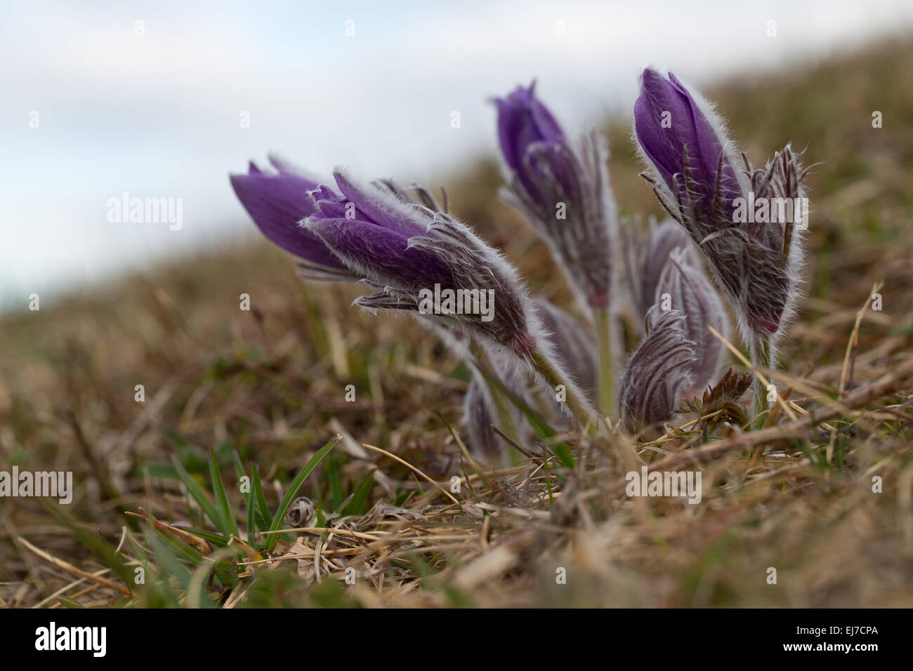 Yellow pasque flower hi-res stock photography and images - Alamy