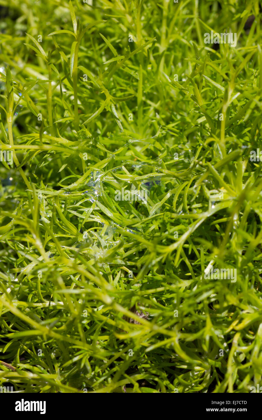 Pearlwort - detailed image Stock Photo - Alamy