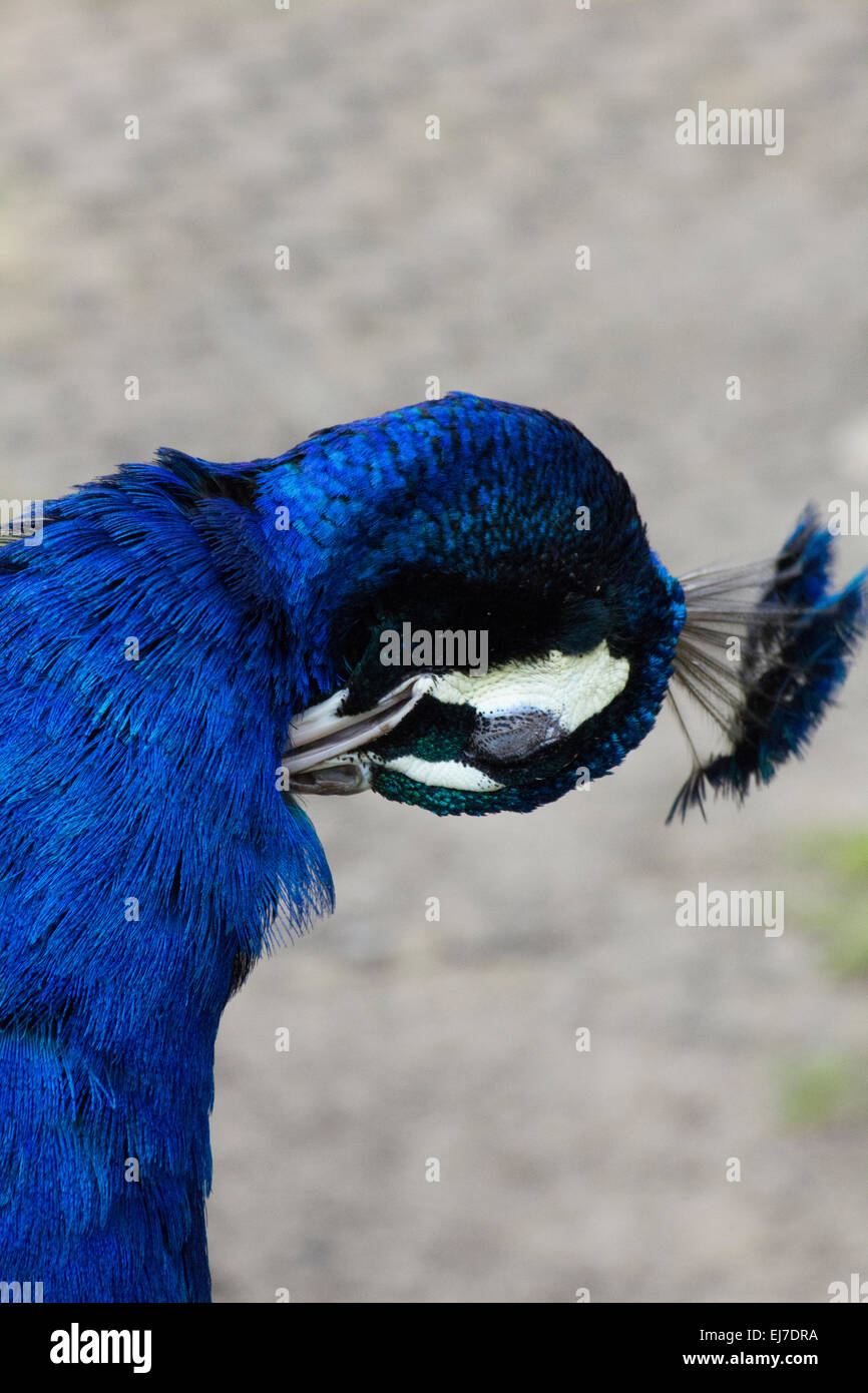 Preening Peacock High Resolution Stock Photography and Images - Alamy
