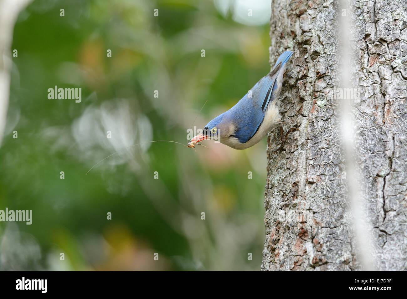 Sitta Frontalis High Resolution Stock Photography and Images - Alamy