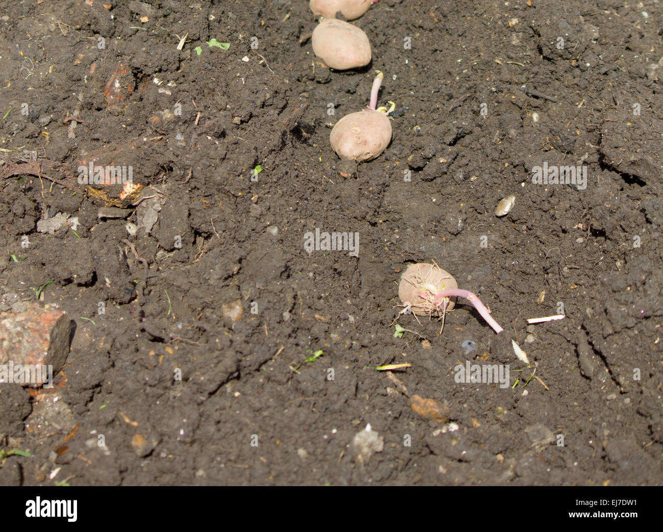 Sprouting seeds hi-res stock photography and images - Alamy