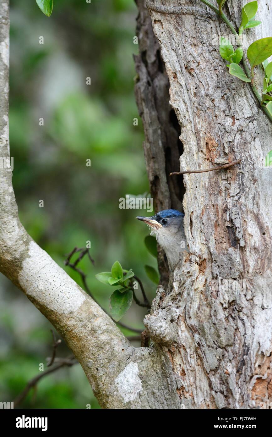 Sitta frontalis hi-res stock photography and images - Alamy