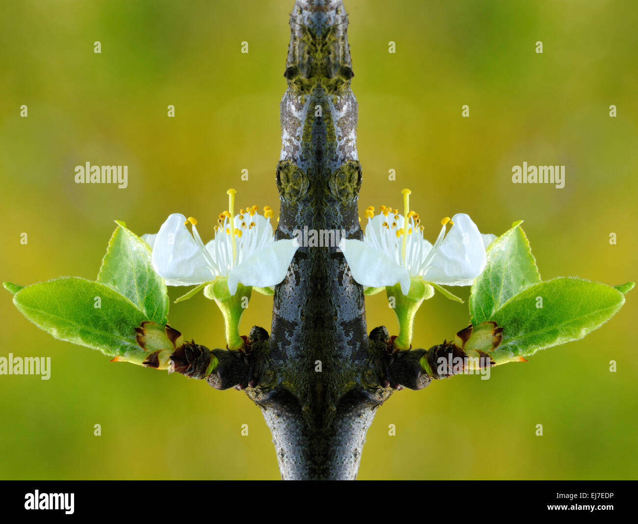 Tree branch patterns hi-res stock photography and images - Alamy