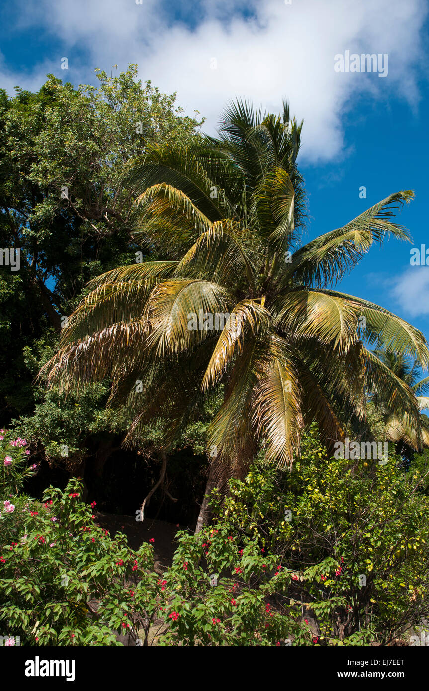 Grenada is a Windward Islands of the Lesser Antilles with a wet ...