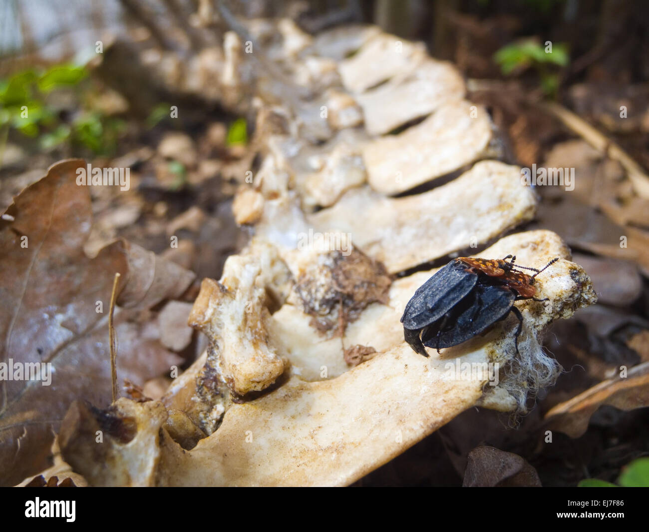 mating beetles on bone Stock Photo - Alamy