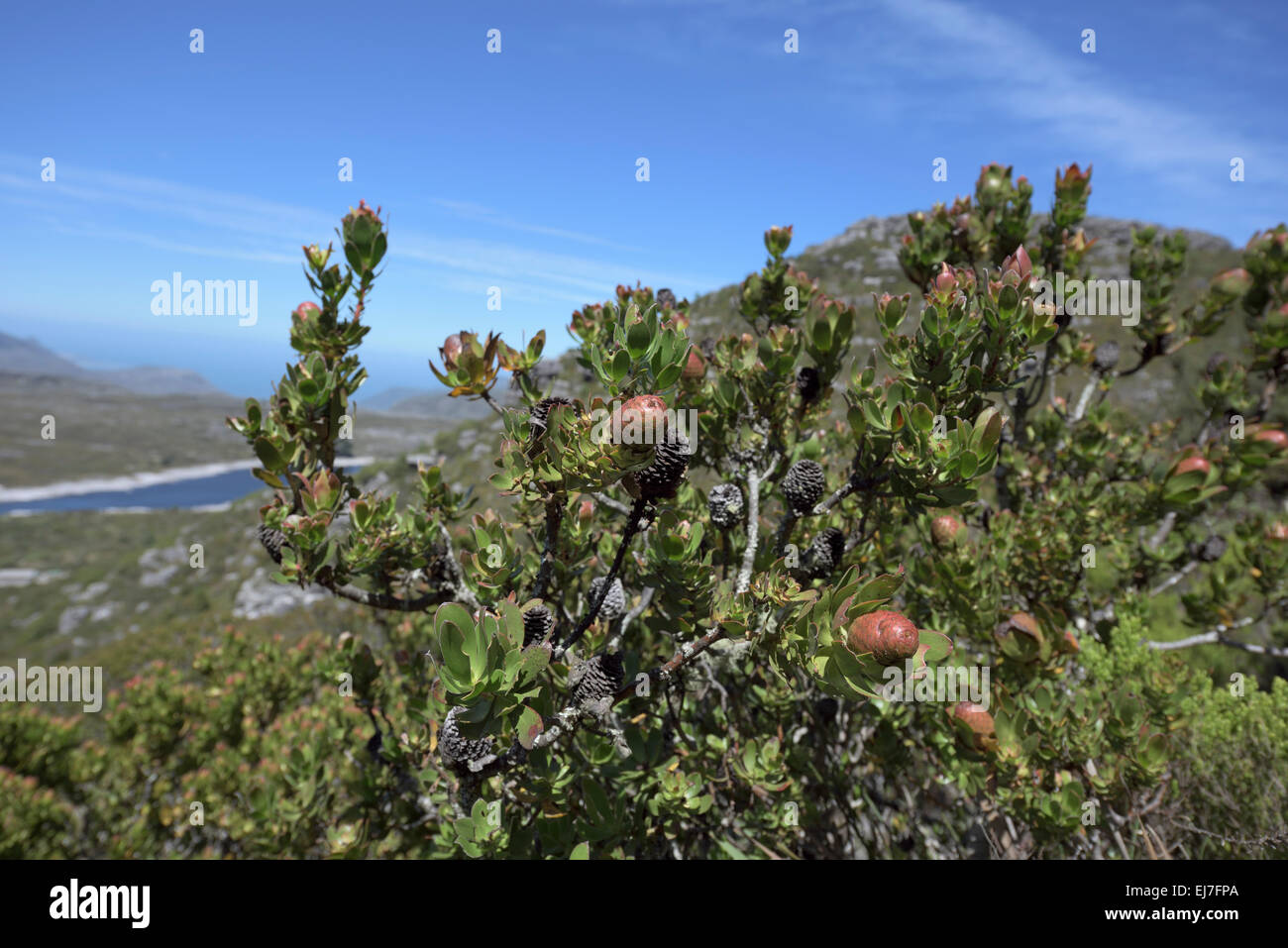 bush with green and dry cones at the Table Mountain, Cape Town, South ...