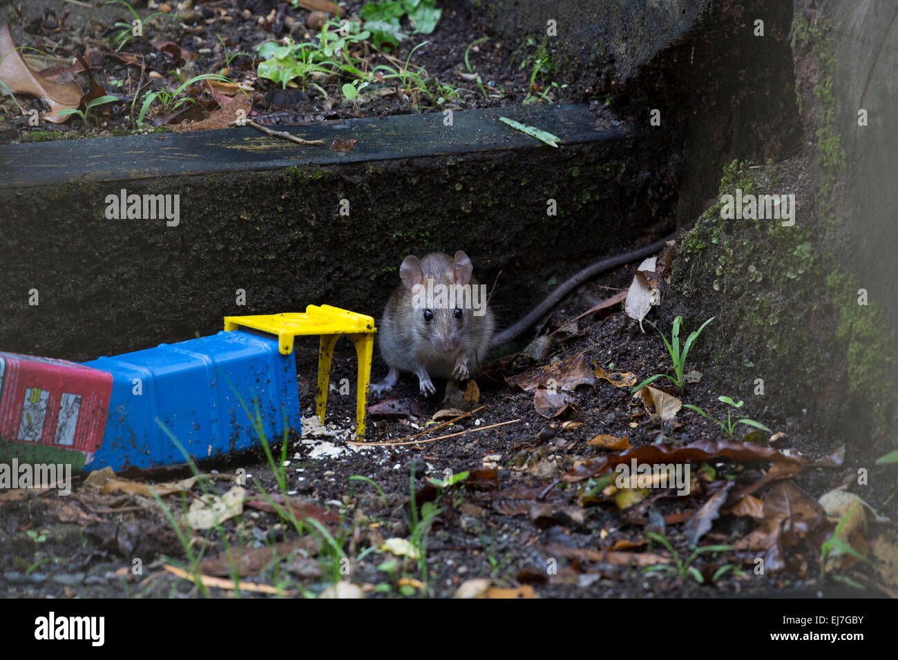 Rat watching hi-res stock photography and images - Alamy