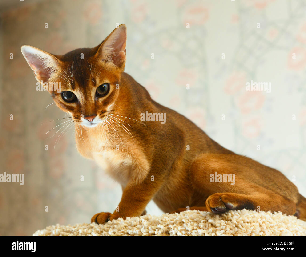 Abyssinian cat in nature hi-res stock photography and images - Alamy