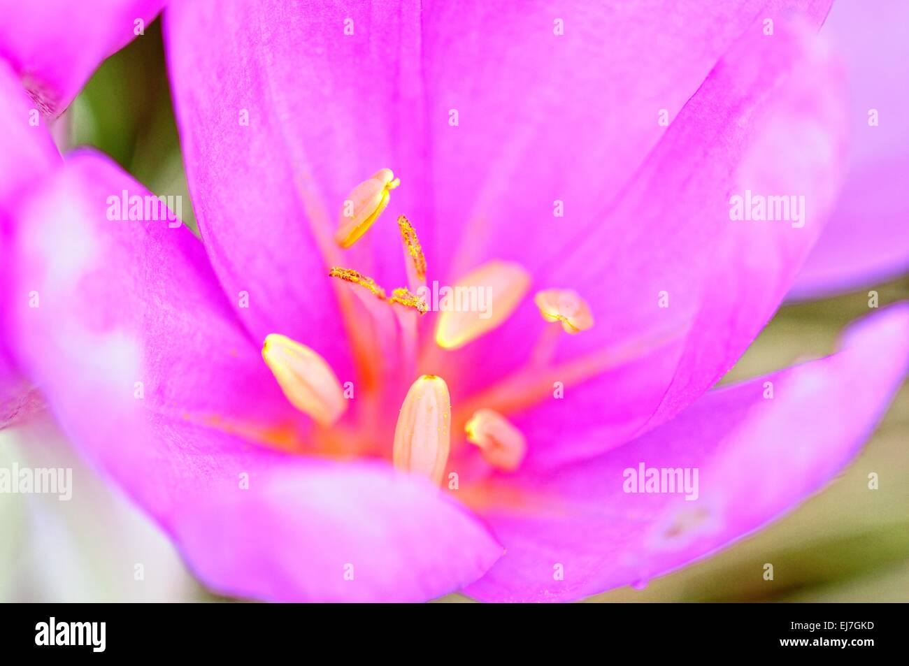 Cholchicum High Resolution Stock Photography and Images - Alamy