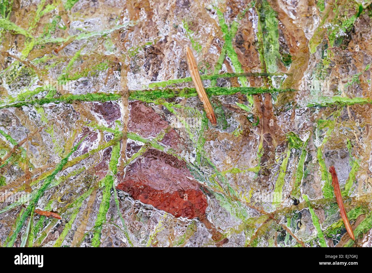 Icy icy leaf pattern hi-res stock photography and images - Alamy