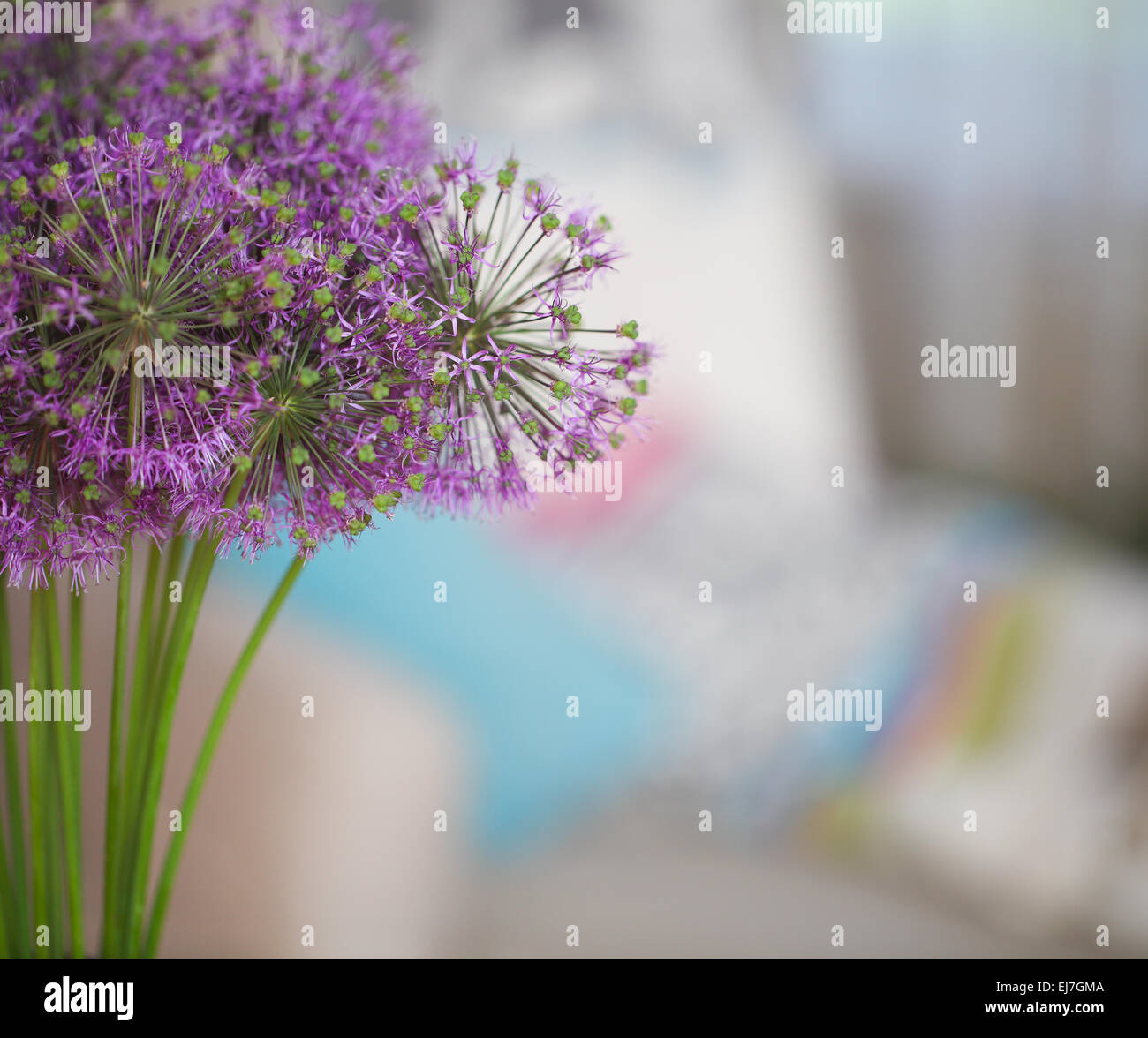 Ornamental chive hi-res stock photography and images - Alamy