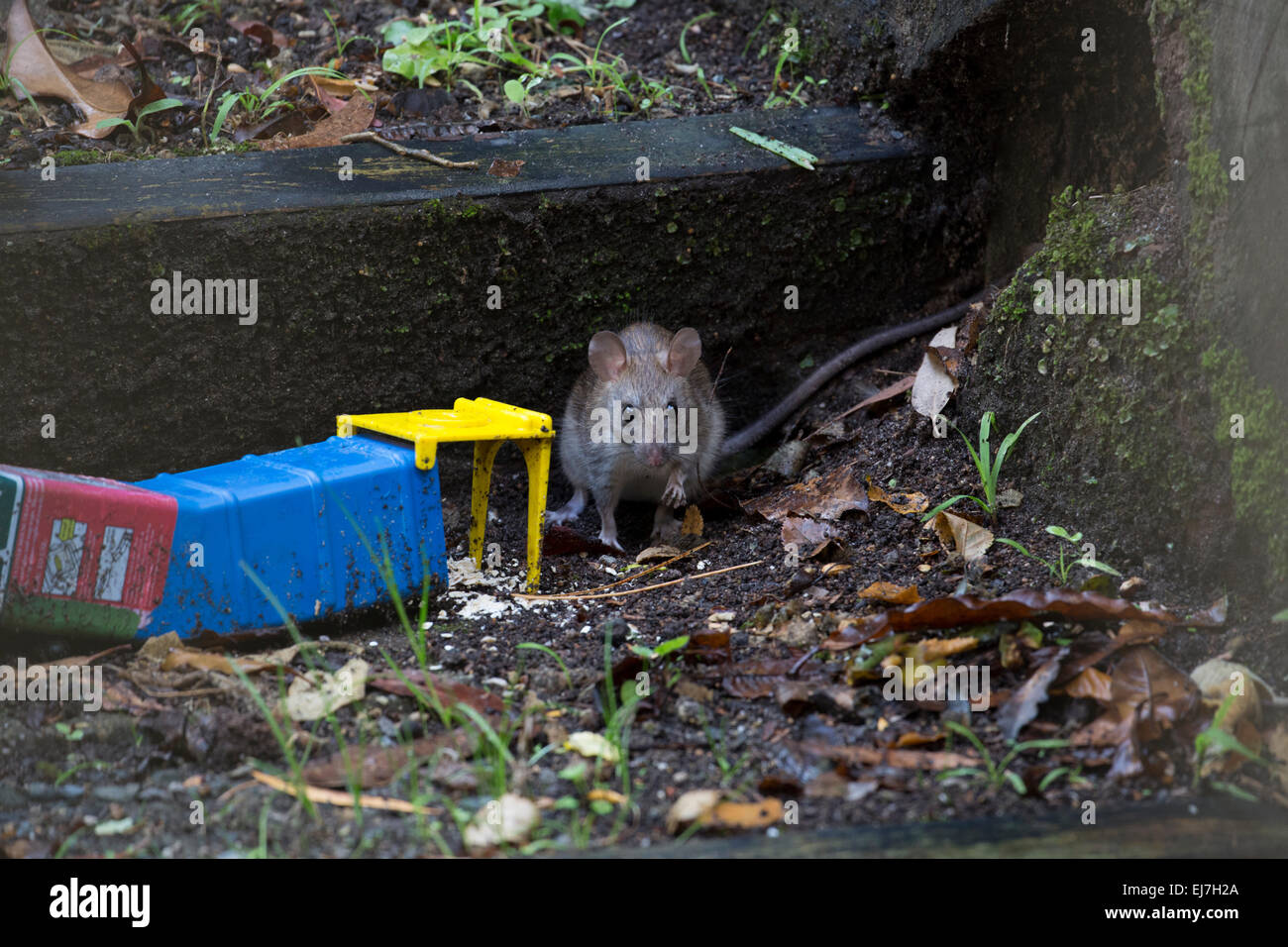 Long tail rat hi-res stock photography and images - Alamy