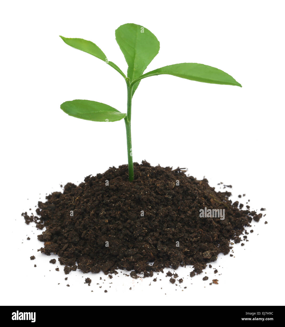 Plant in fertile soil over white background Stock Photo - Alamy