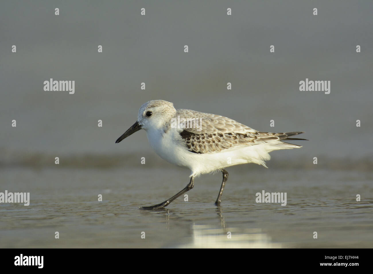 Sanderling becasseau sanderling hi-res stock photography and images - Alamy
