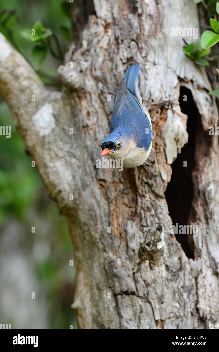 Sitta Frontalis High Resolution Stock Photography and Images - Alamy