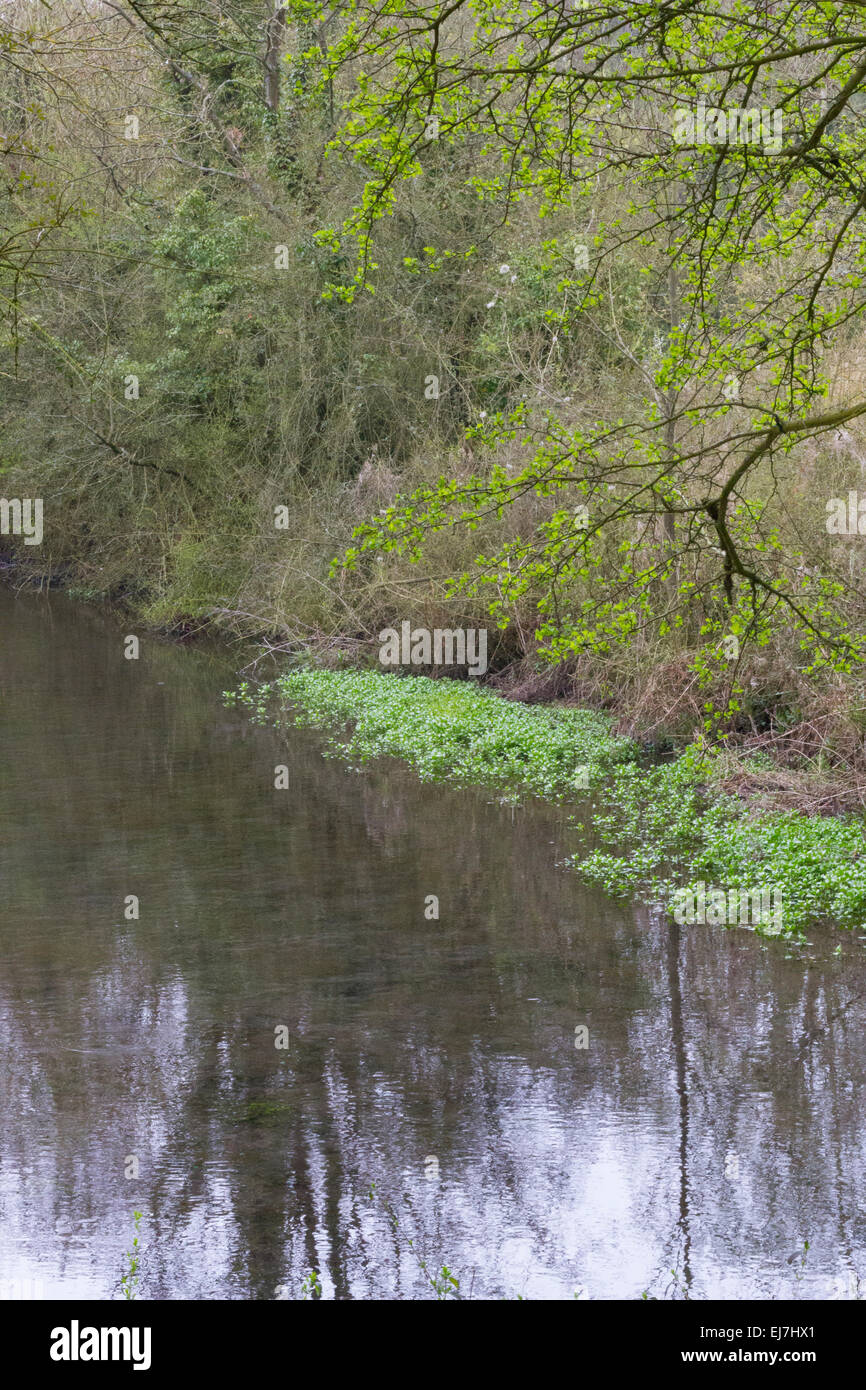 Waterway with green foliage and and overhanging branch with spring ...